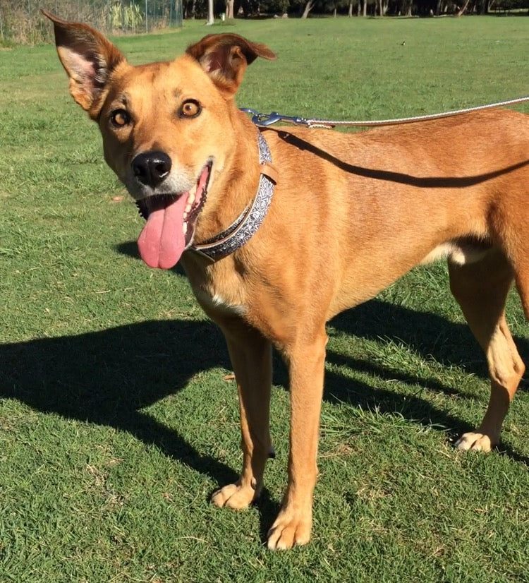 It's Walking The Dog Day! – Outback Tails