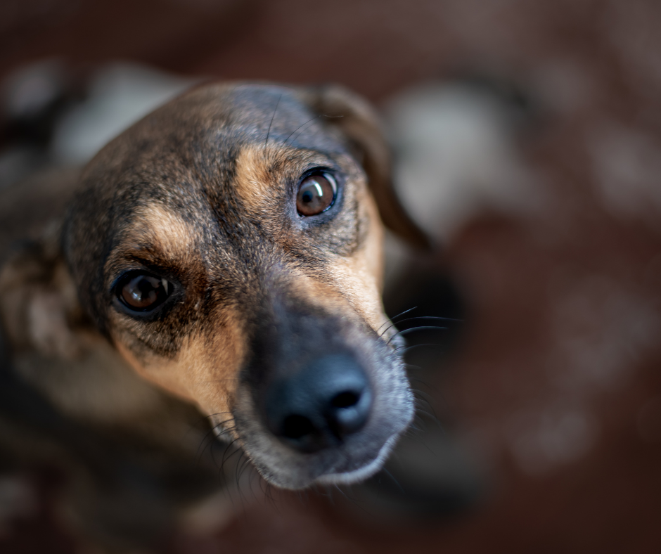 Celebrating the Bitsa on International Mutt Day – Outback Tails