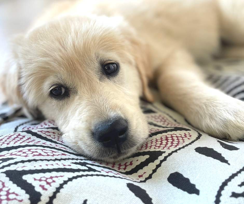 5 Tips For Awesome Insta Pix – Outback Tails