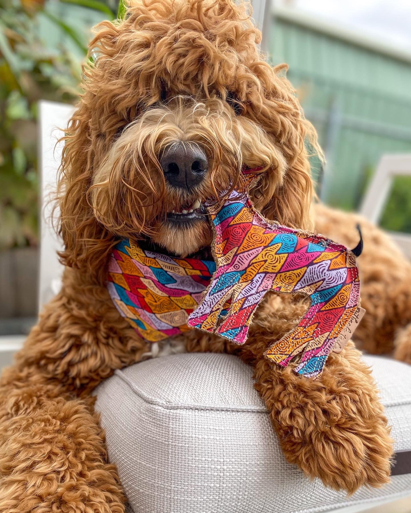 Shop All – Outback Tails